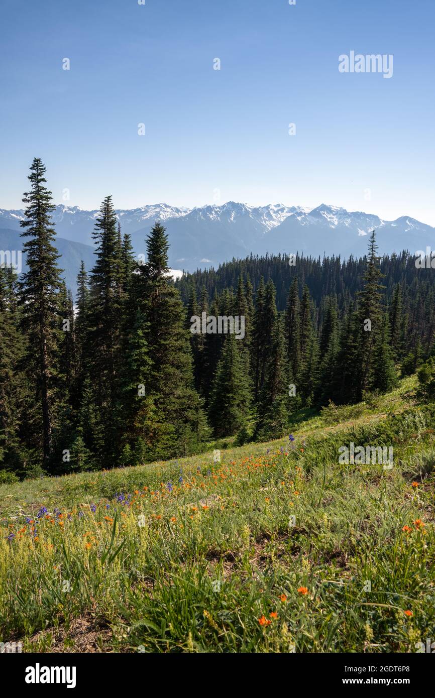 mountain side view of snow capped mountains over a forest Stock Photo ...
