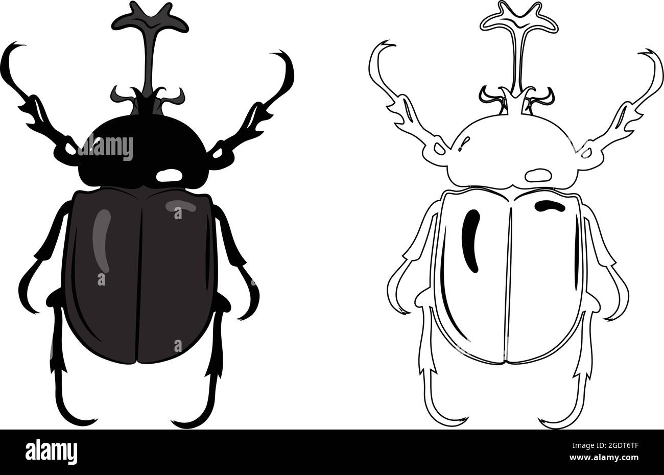 Realistic Top View of Rhino Scarab or Stag Beetle. Isolated on White ...