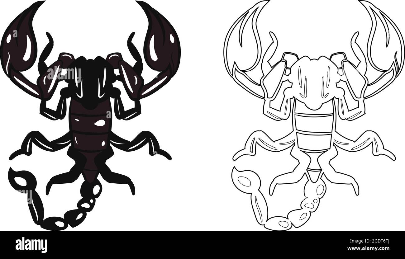 Realistic Top View of Scorpion. Isolated on White Background. Insects ...