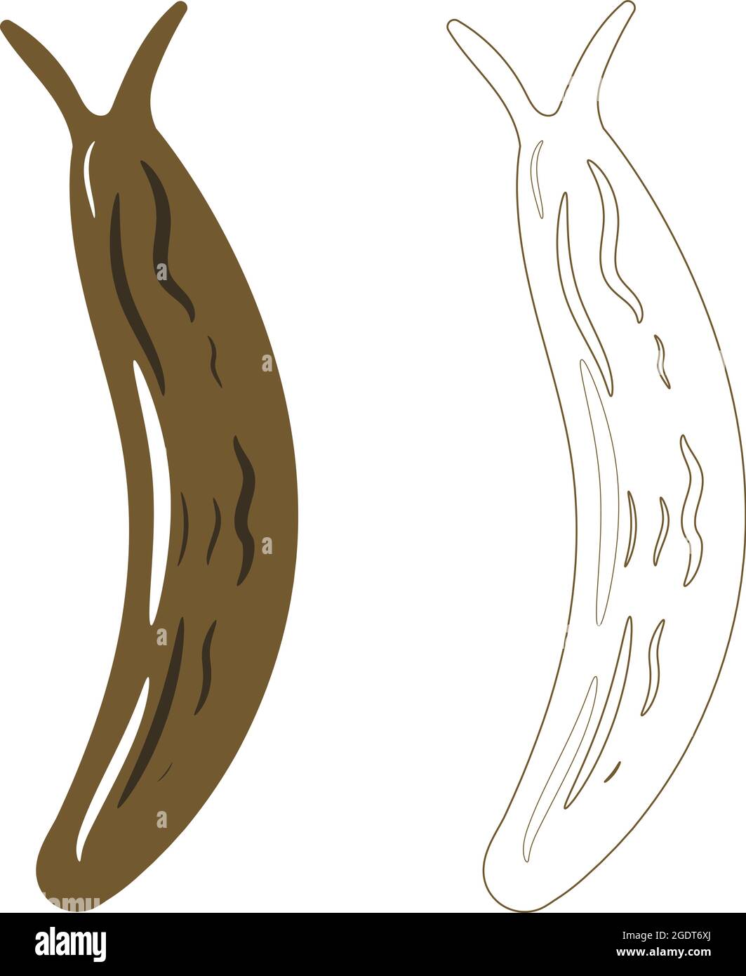 Slug anatomy Stock Vector Images - Alamy