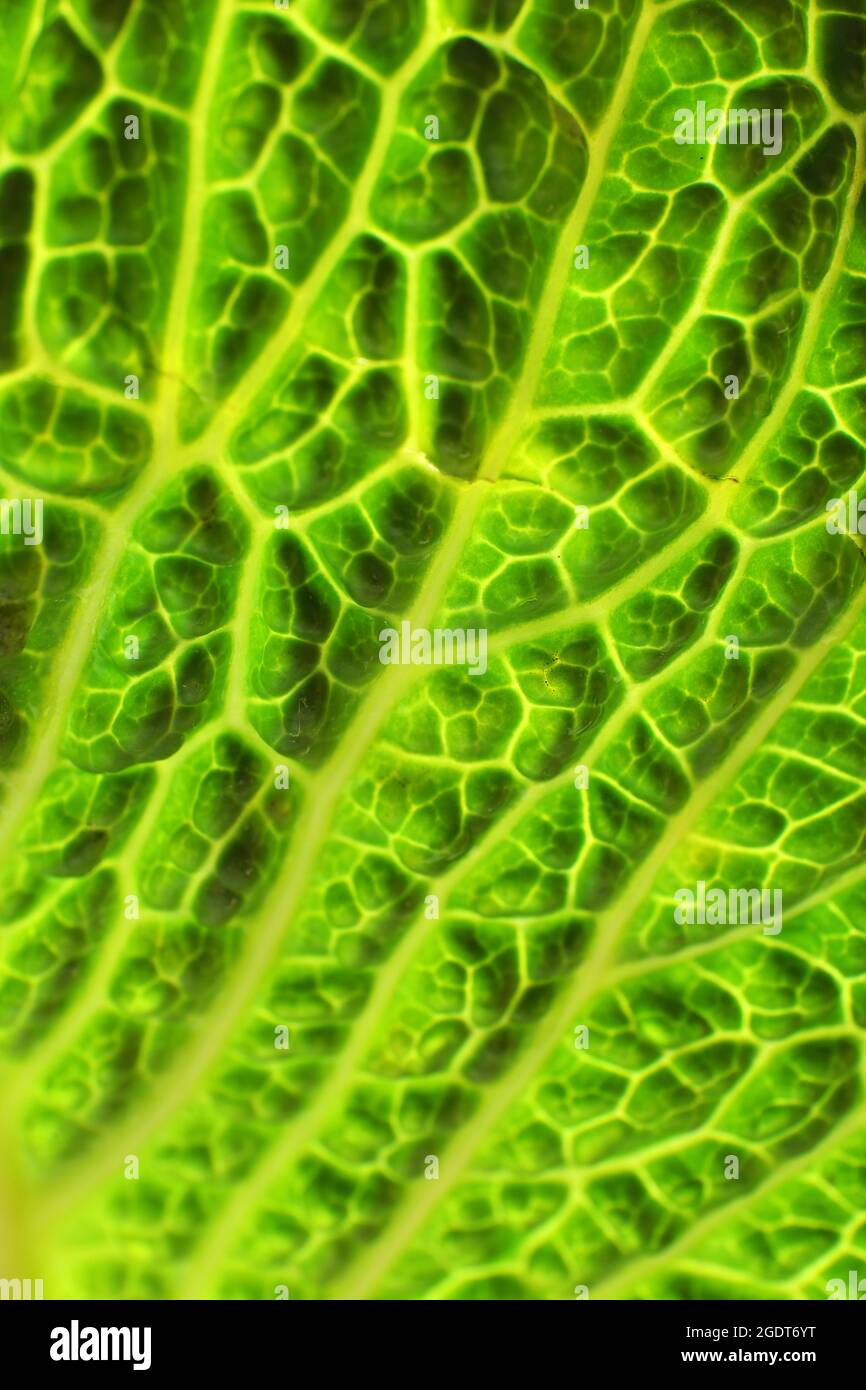 Green cabbage leaf background Stock Photo - Alamy