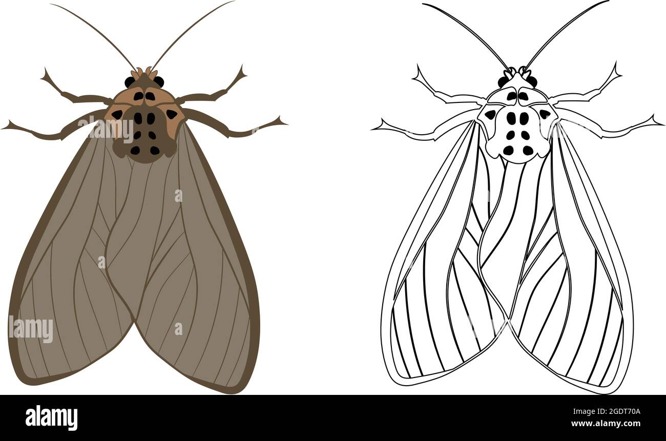 Realistic Illustration of Moth or Butterfly. Isolated on White ...