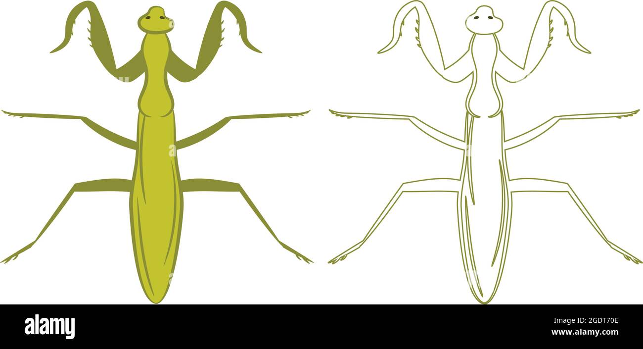 Mantis Mantidae Mantodea Illustration Fill and Outline Isolated on ...