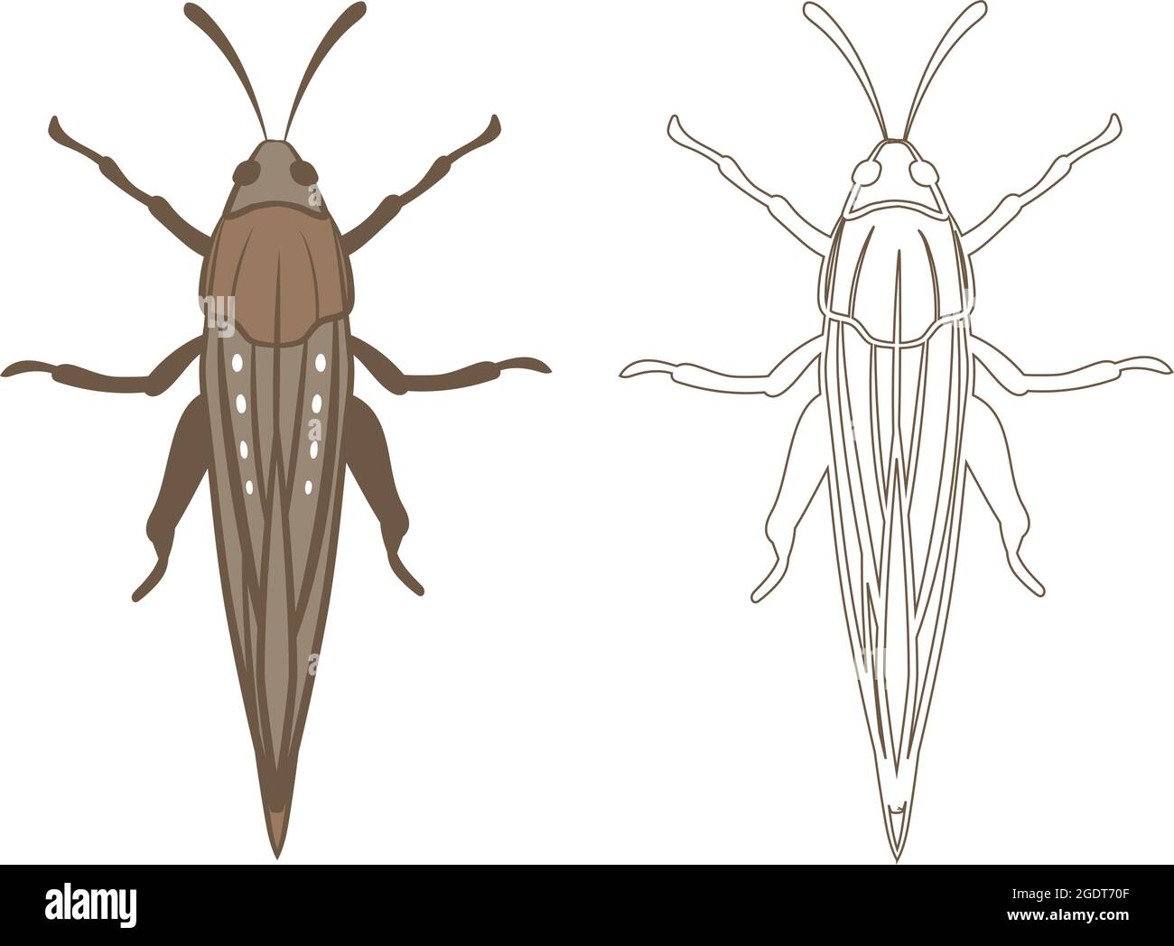 Locust anatomy Stock Vector Images - Alamy