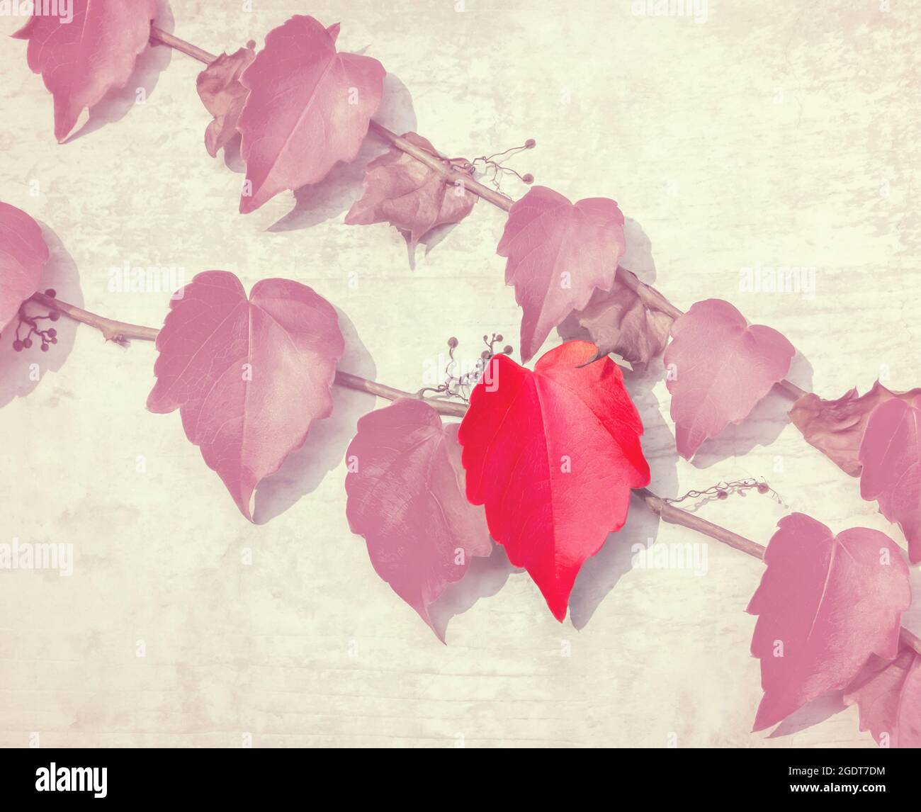 Muted backdrop hi-res stock photography and images - Alamy