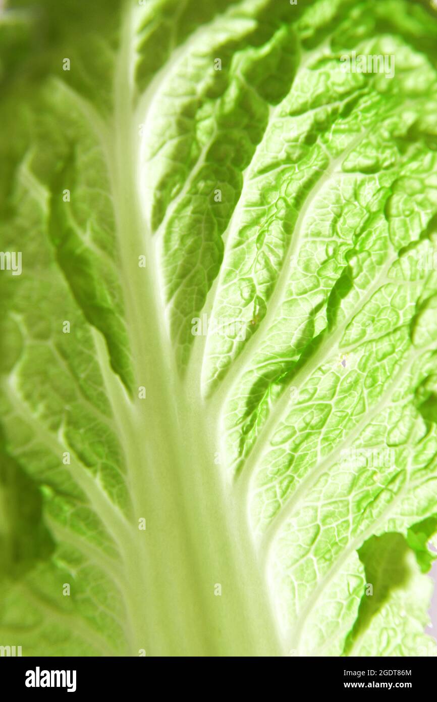 Green cabbage leaf background Stock Photo - Alamy