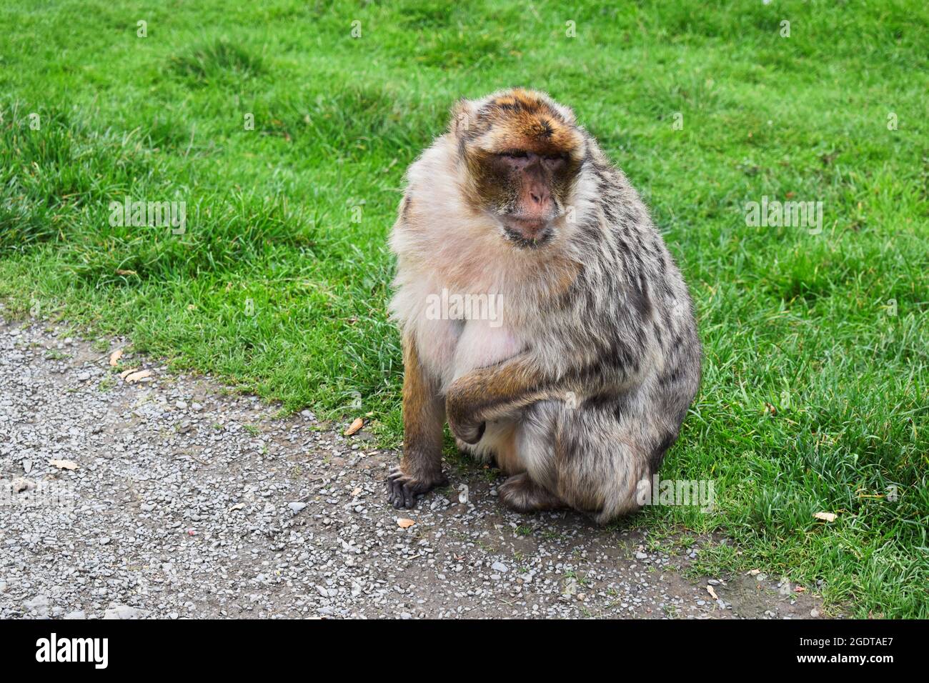 Monkey in the zoo Stock Photo - Alamy