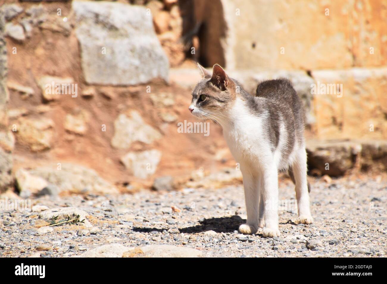 A stray cat at Arkadi Monastery, Crete, Greece Stock Photo - Alamy