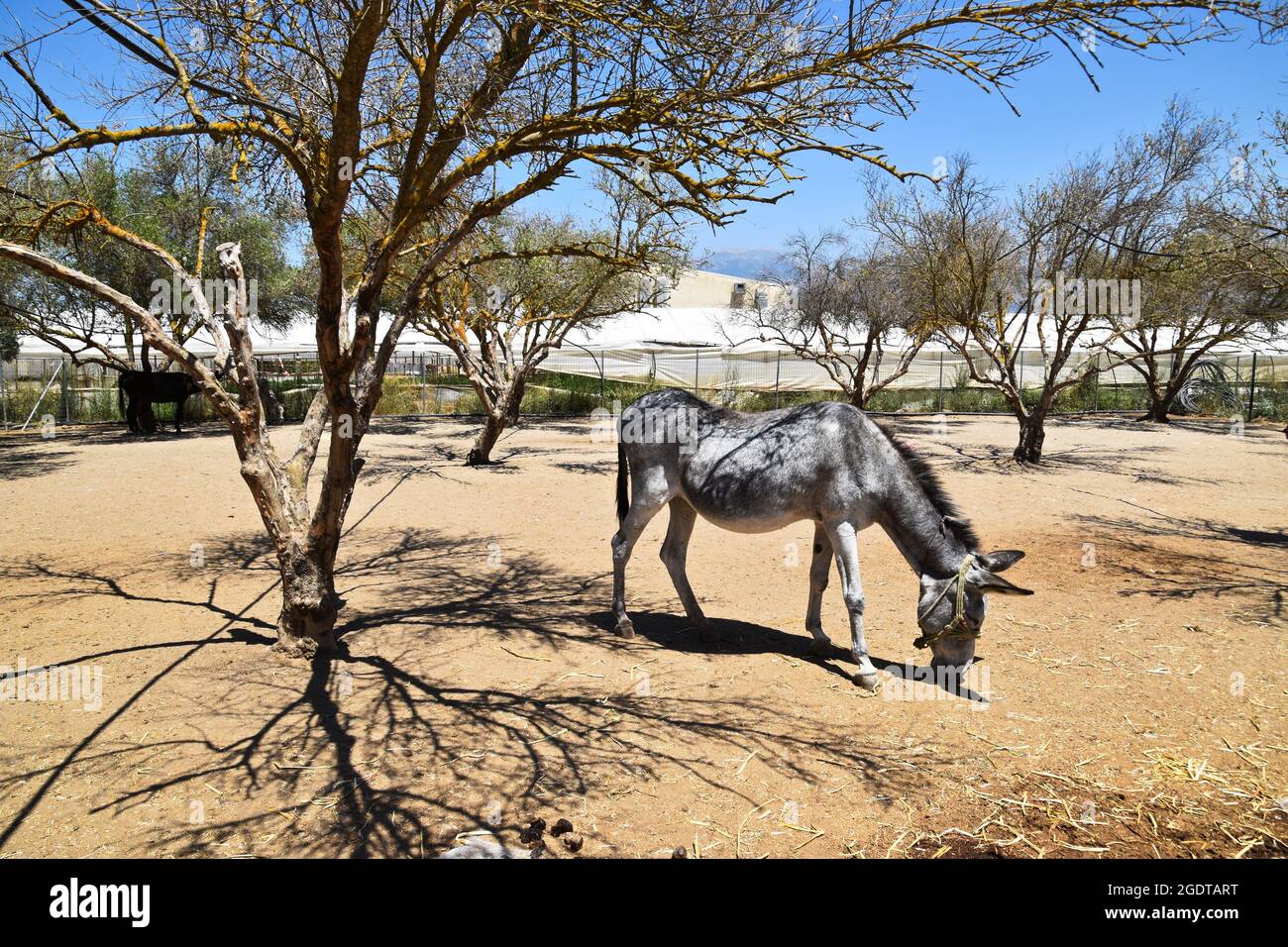 Donkey at the Donkey Sanctuary, Crete, Greece Stock Photo - Alamy