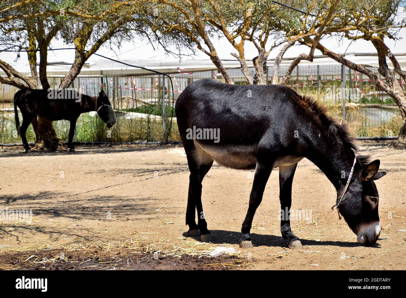 Donkey sanctuary hi-res stock photography and images - Alamy