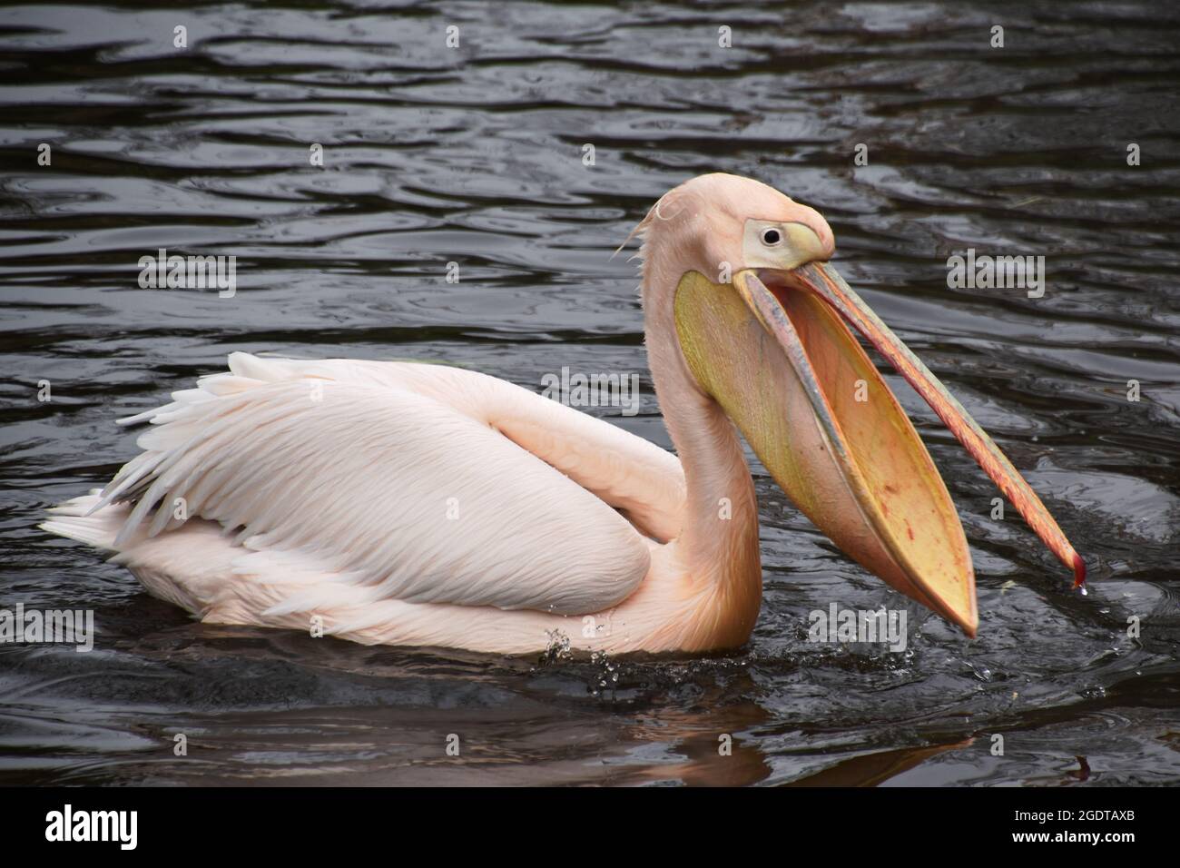 Pelican in the water with open beak Stock Photo - Alamy