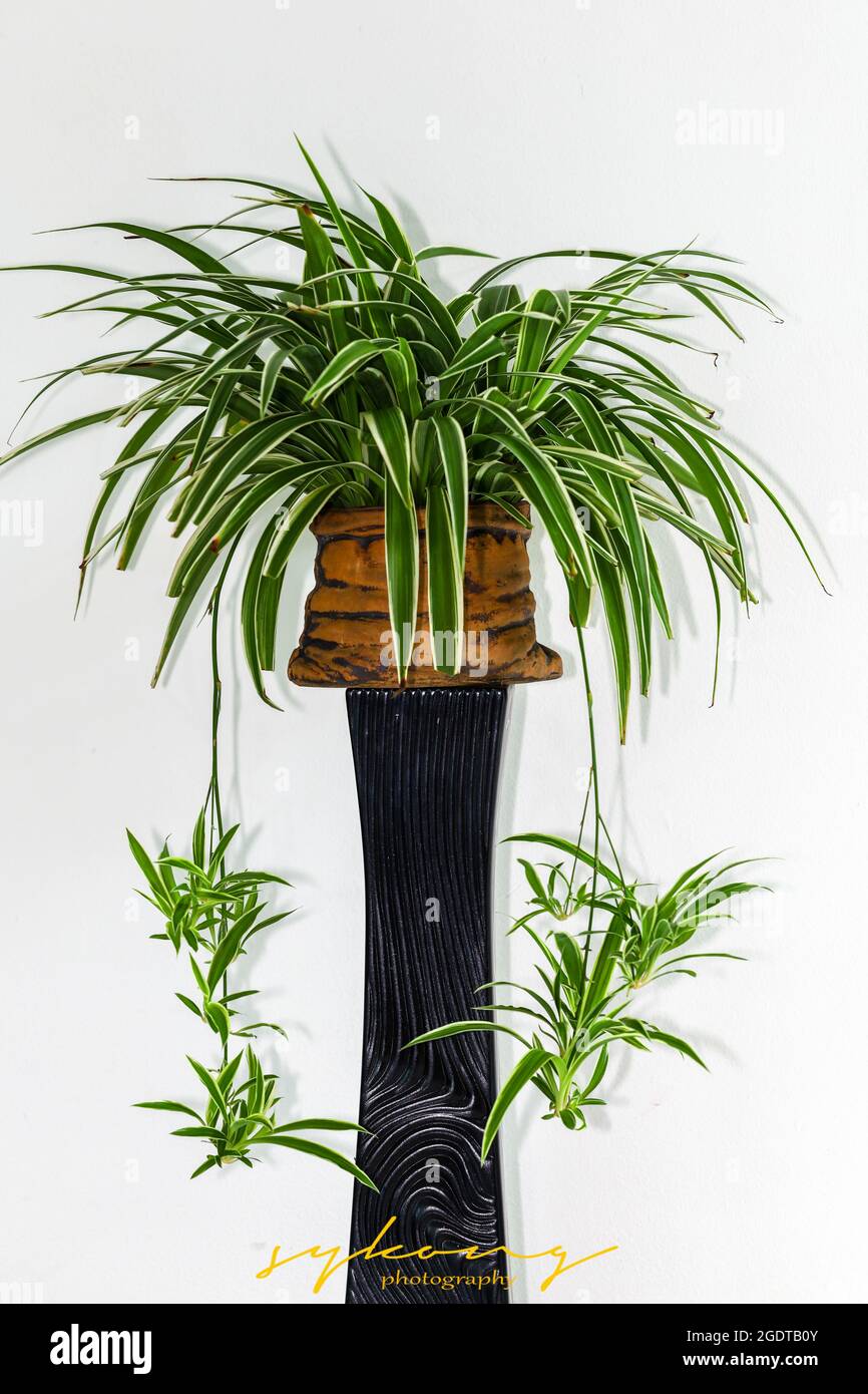 The green pot Stock Photo - Alamy