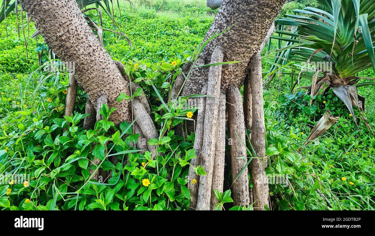 Pandamus palms hi-res stock photography and images - Alamy