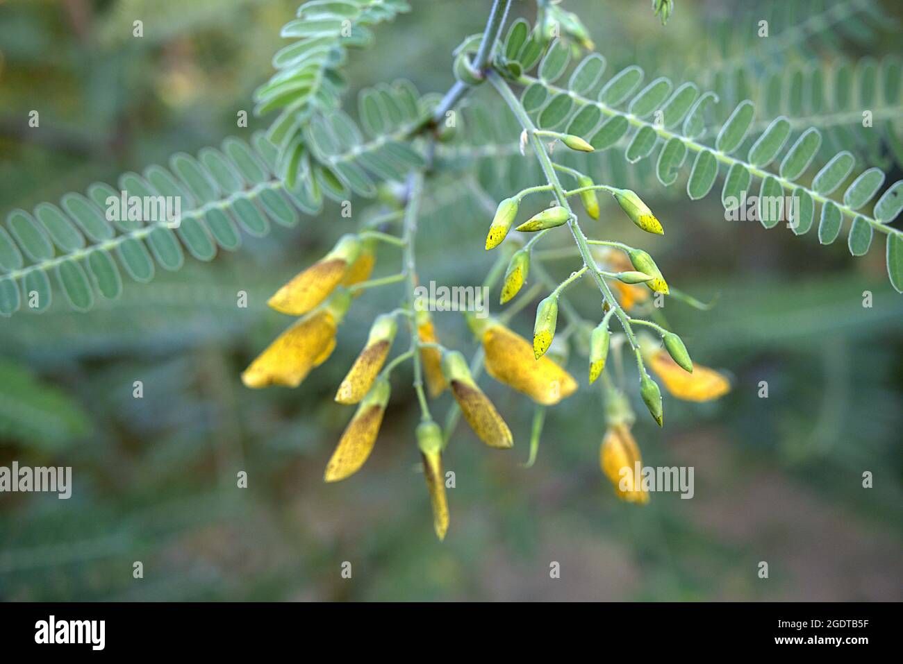 Sesbania grandiflora bloom hi-res stock photography and images - Alamy