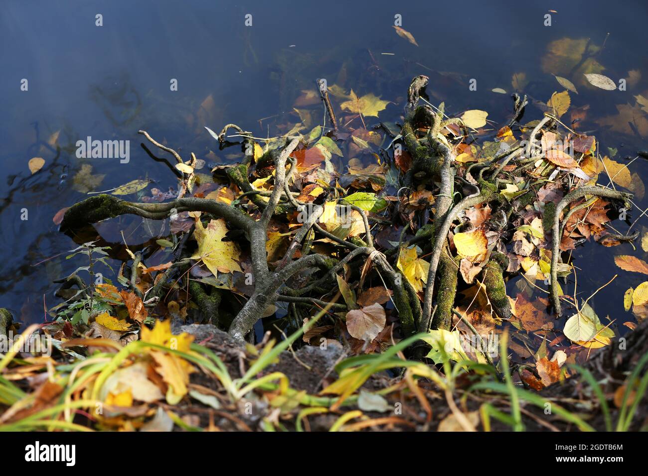 Tree roots in water with autumn leaves Stock Photo - Alamy