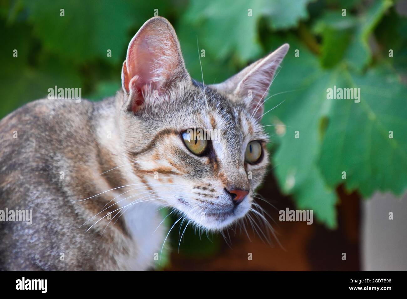 Photography of cat hi-res stock photography and images - Alamy