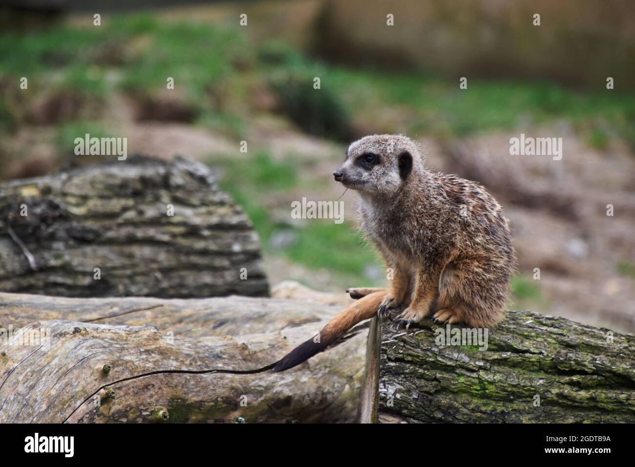 Watch photography hi-res stock photography and images - Alamy