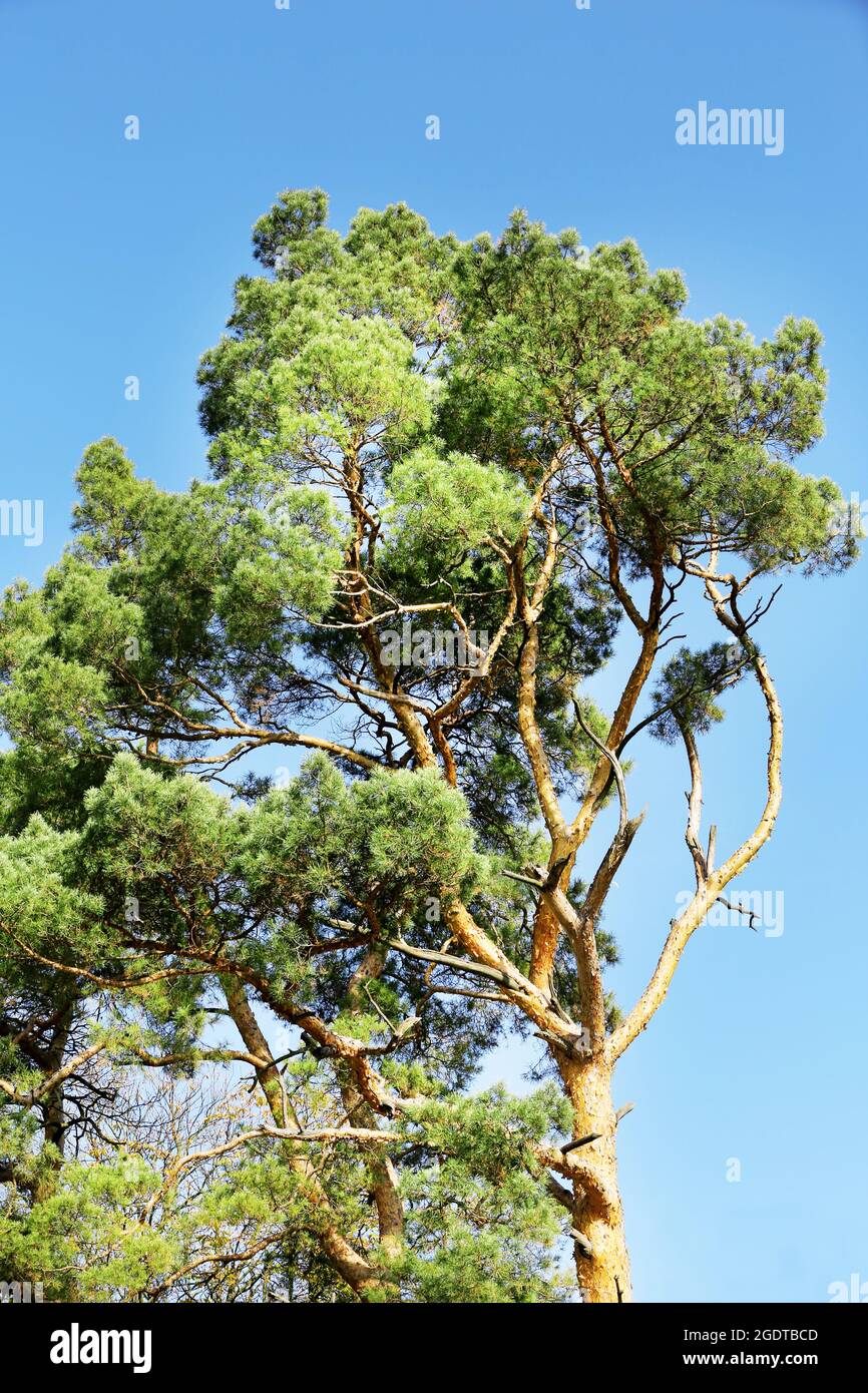 Beautiful tree twigs, on sky background Stock Photo - Alamy