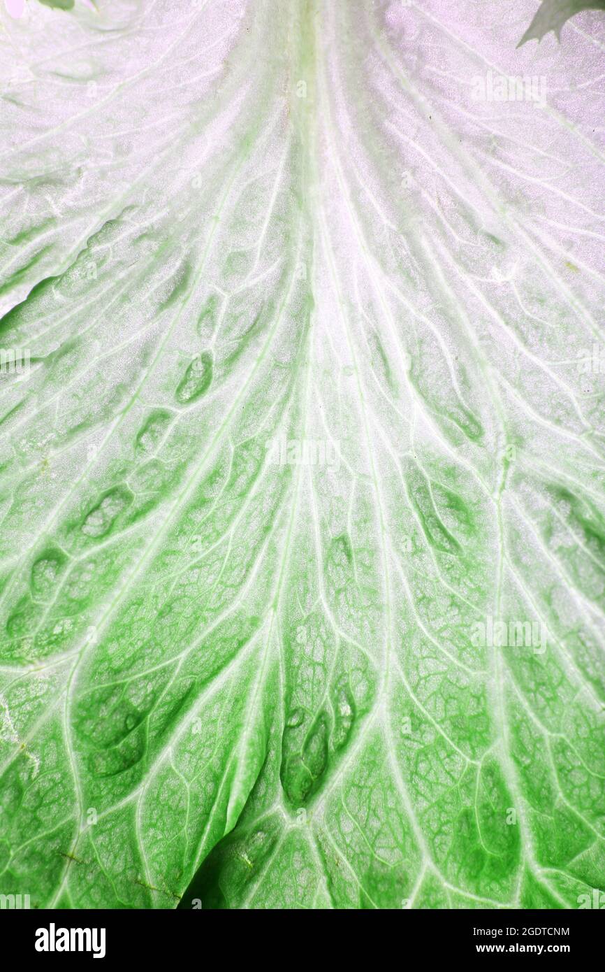 Green cabbage leaf background Stock Photo - Alamy
