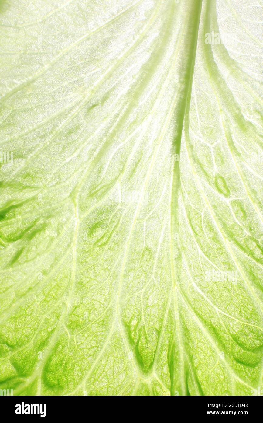 Green cabbage leaf background Stock Photo - Alamy