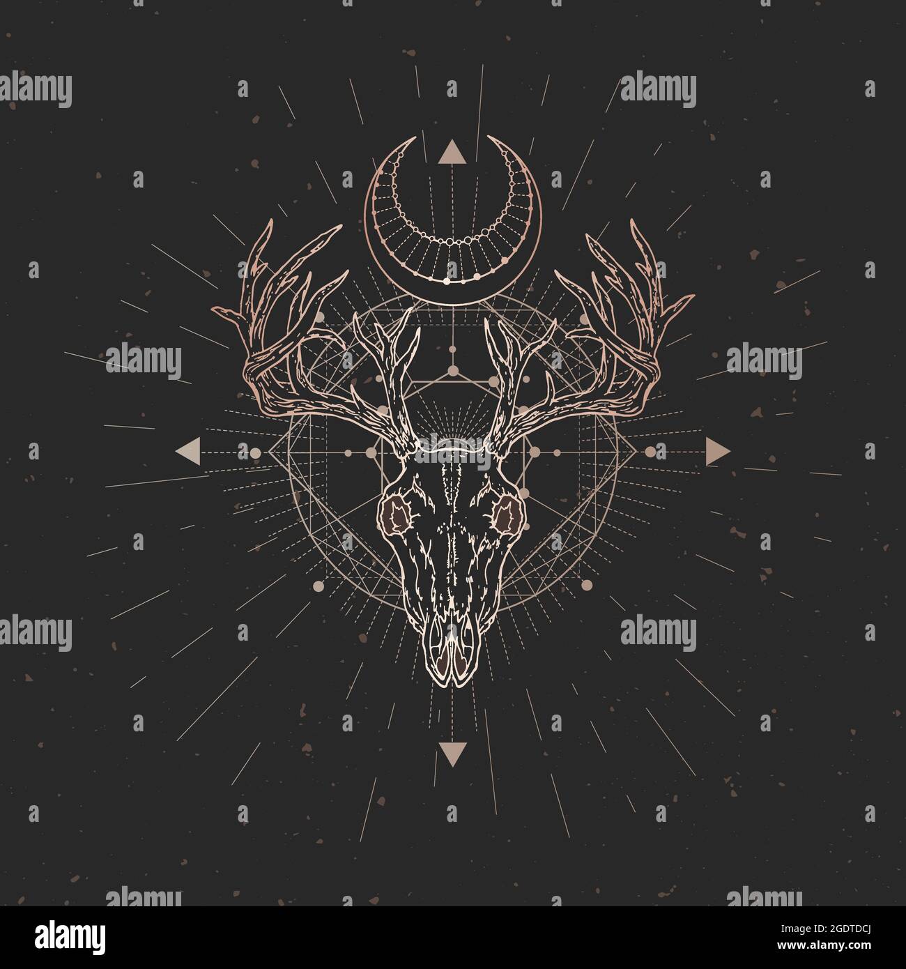 Vintage deer anatomy Stock Vector Images - Alamy