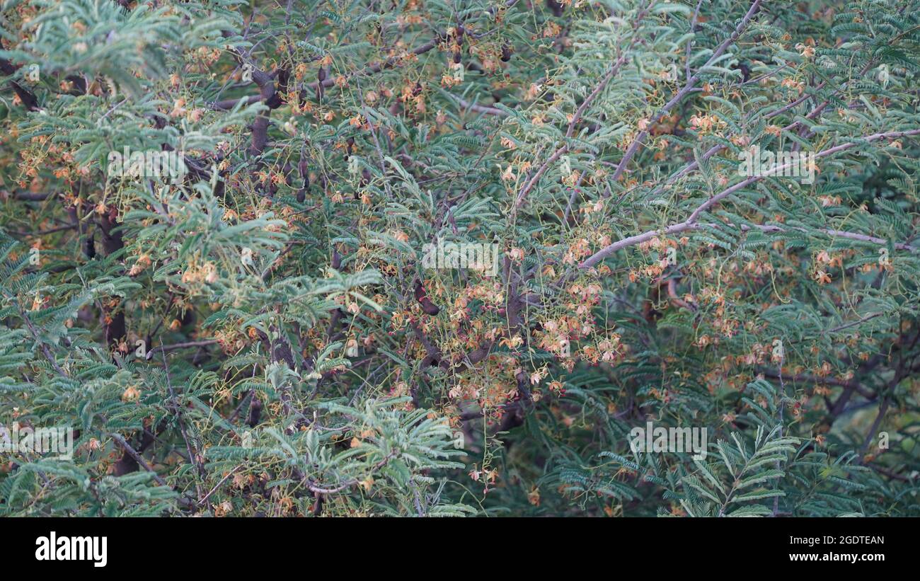 Tamarind plant hi-res stock photography and images - Alamy