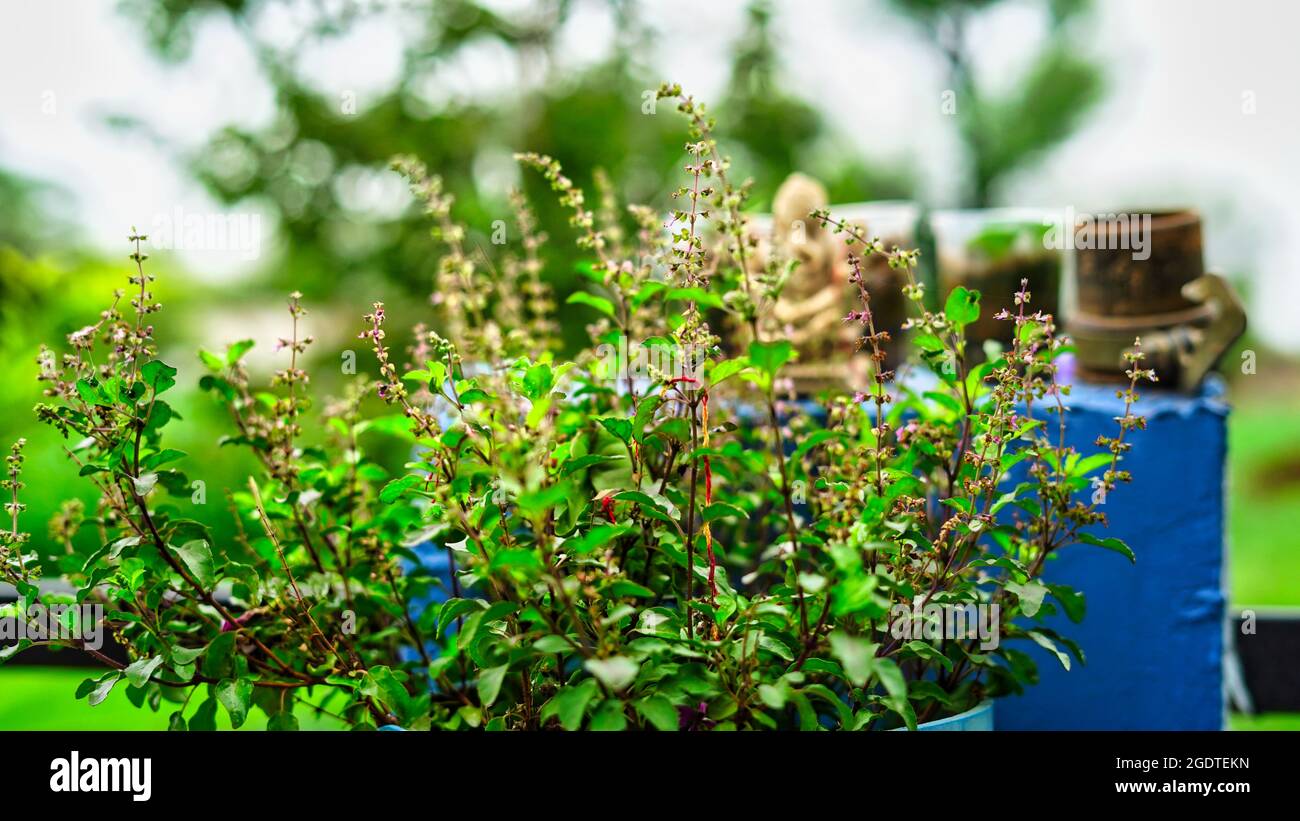 Tulsi plant hi-res stock photography and images - Alamy