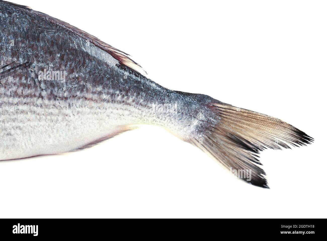 Fresh fish tail isolated on white Stock Photo - Alamy