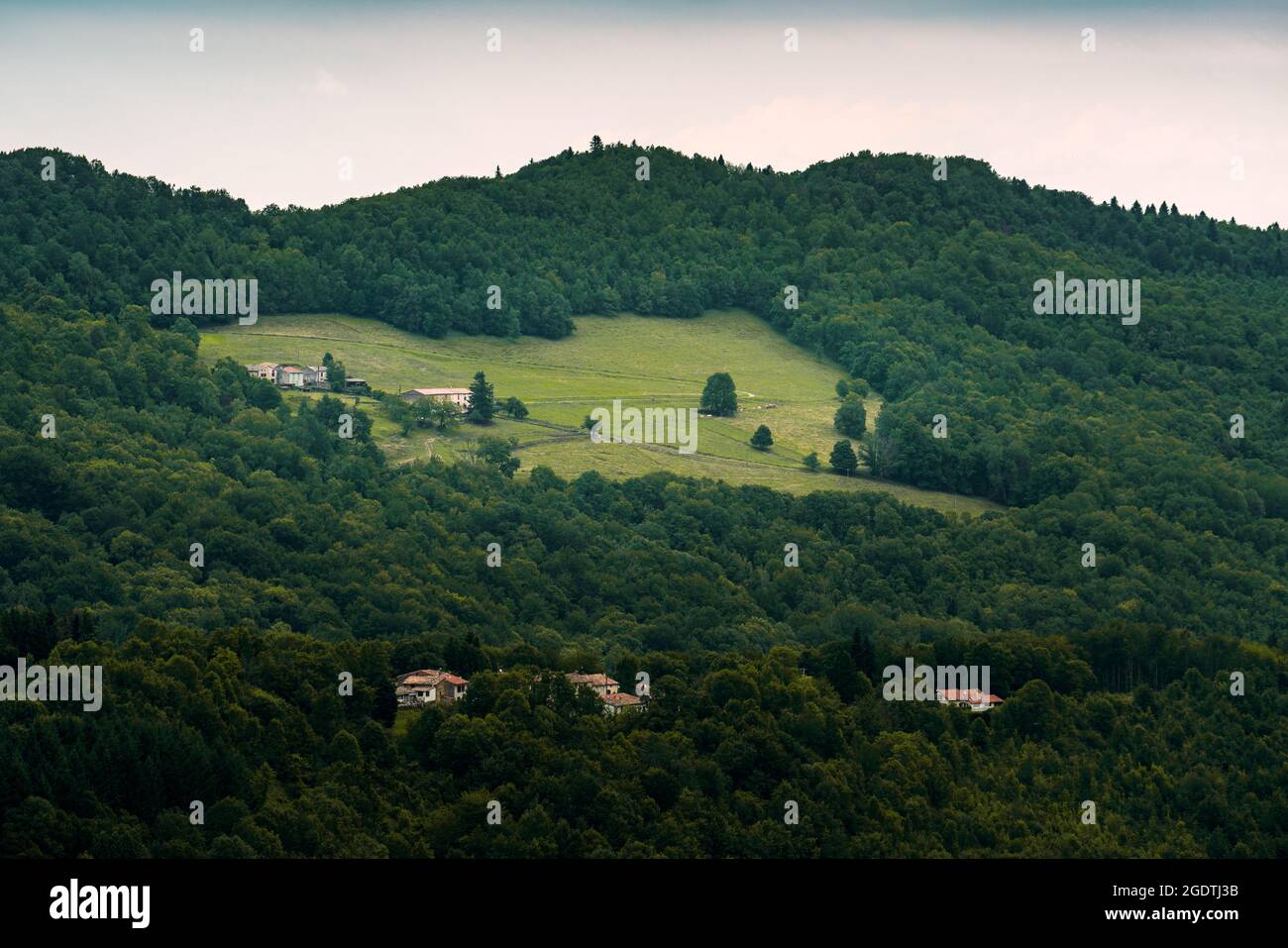Remote farm in the countryside among pine tree forest. Green scenery ...