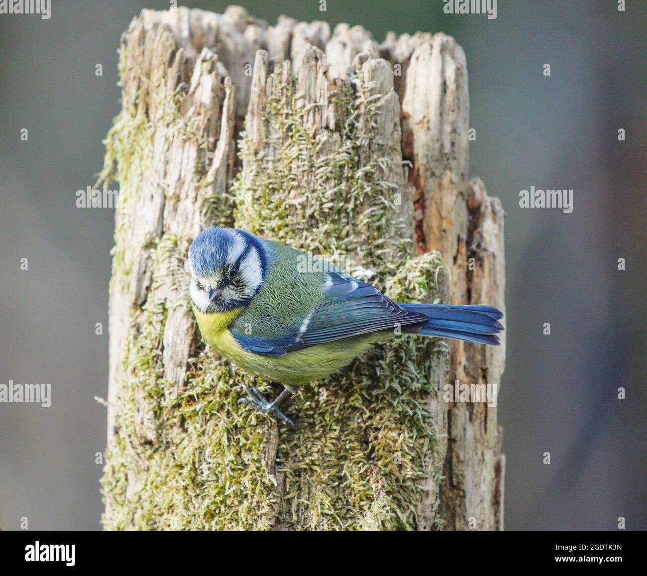 Blue tit close-up on a log Stock Photo - Alamy