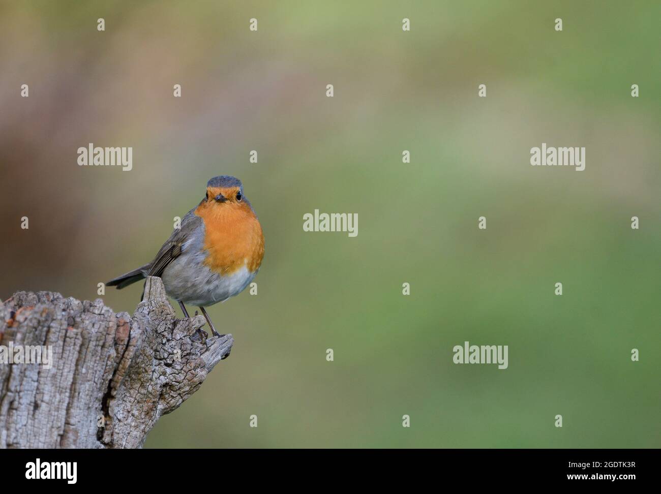 Animales robin hi-res stock photography and images - Alamy