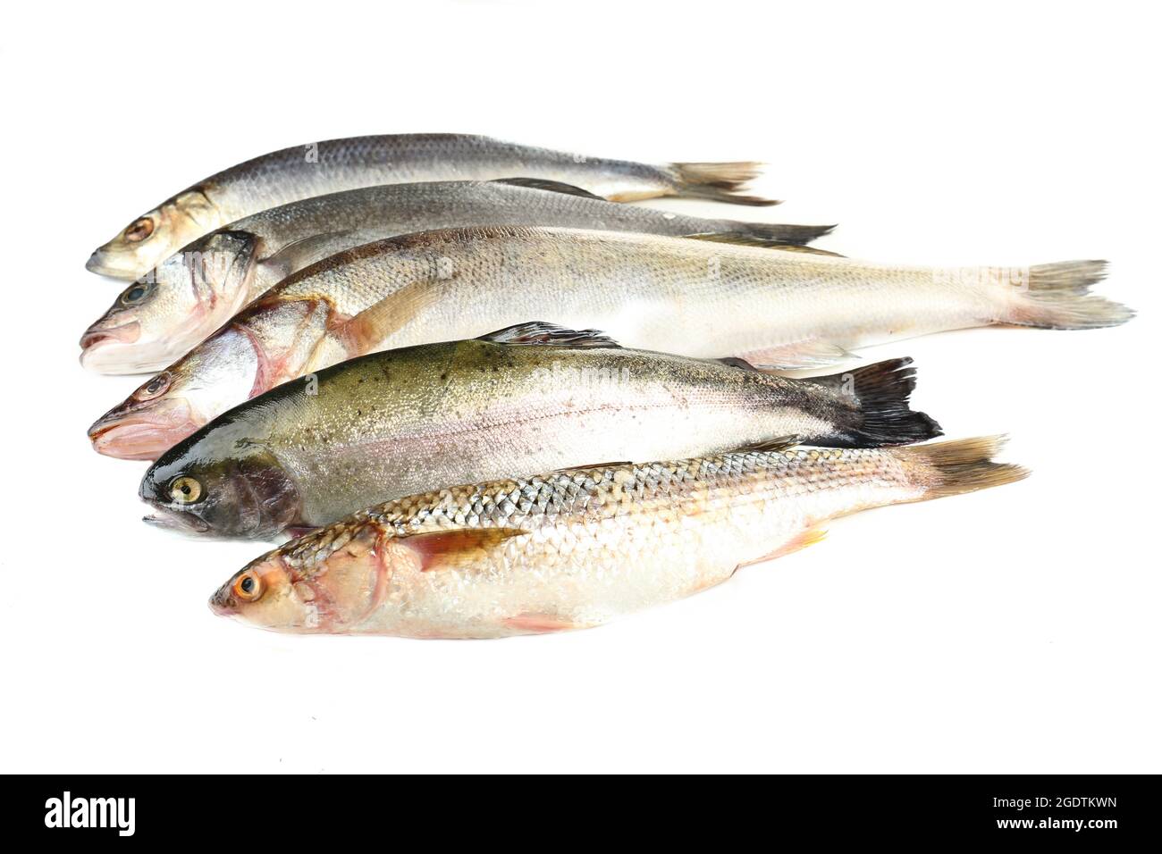 Fresh fish isolated on white Stock Photo - Alamy