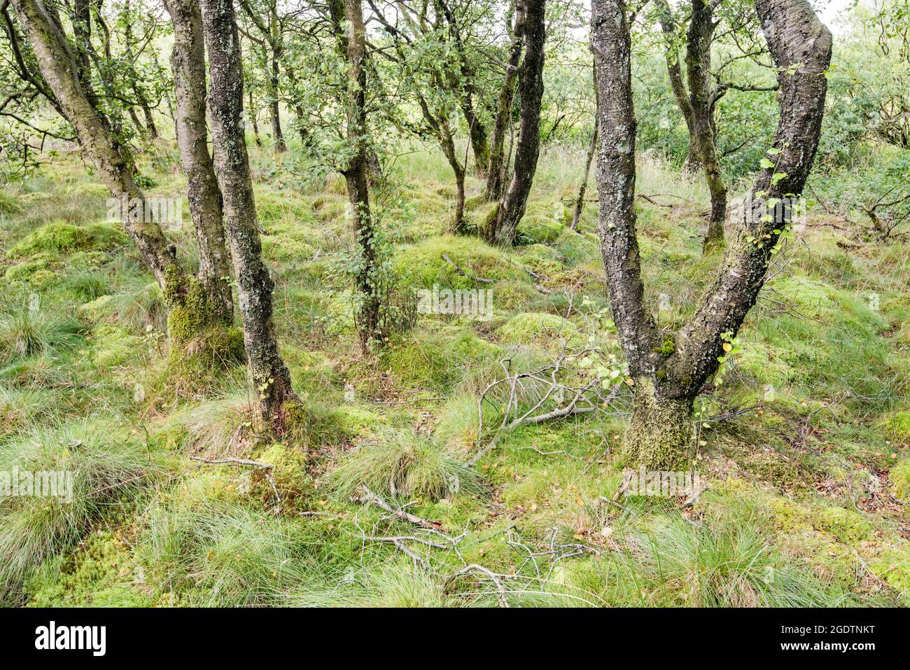 Colonising birch hi-res stock photography and images - Alamy