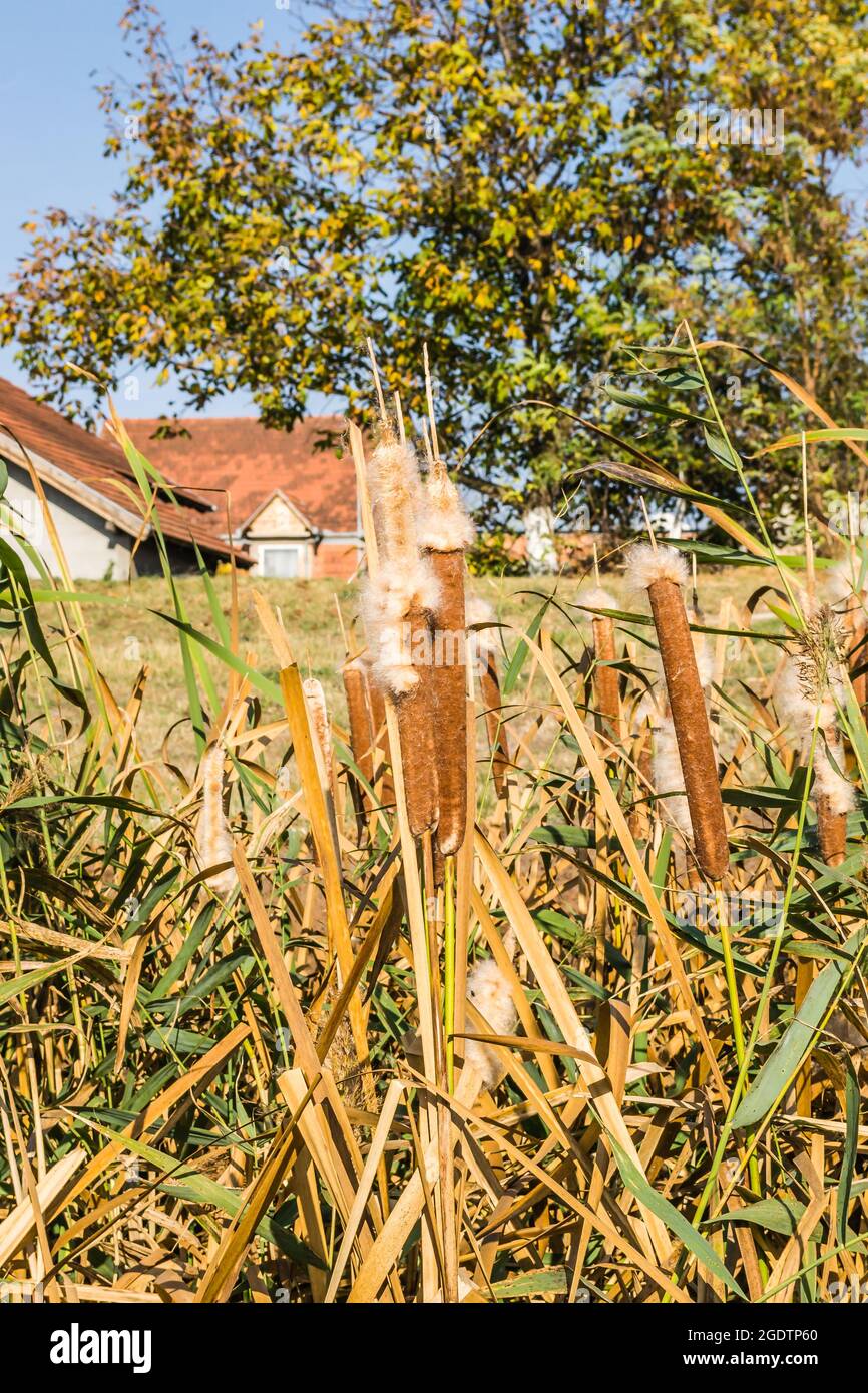 Reeds in lake near shore in sunny windy day Stock Photo - Alamy