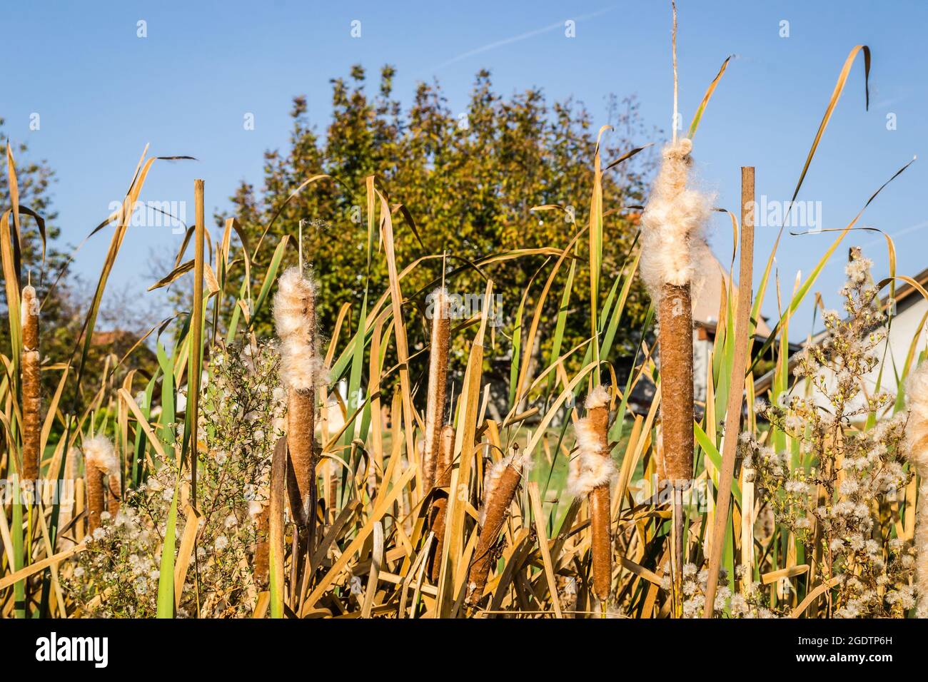 Reeds in lake near shore in sunny windy day Stock Photo - Alamy