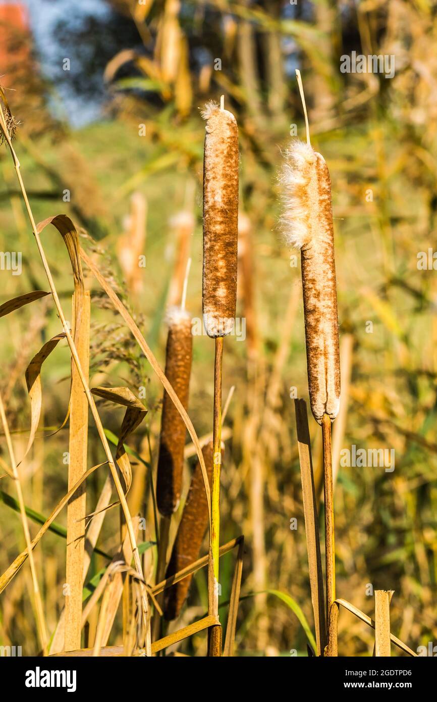 Reeds in lake near shore in sunny windy day Stock Photo - Alamy