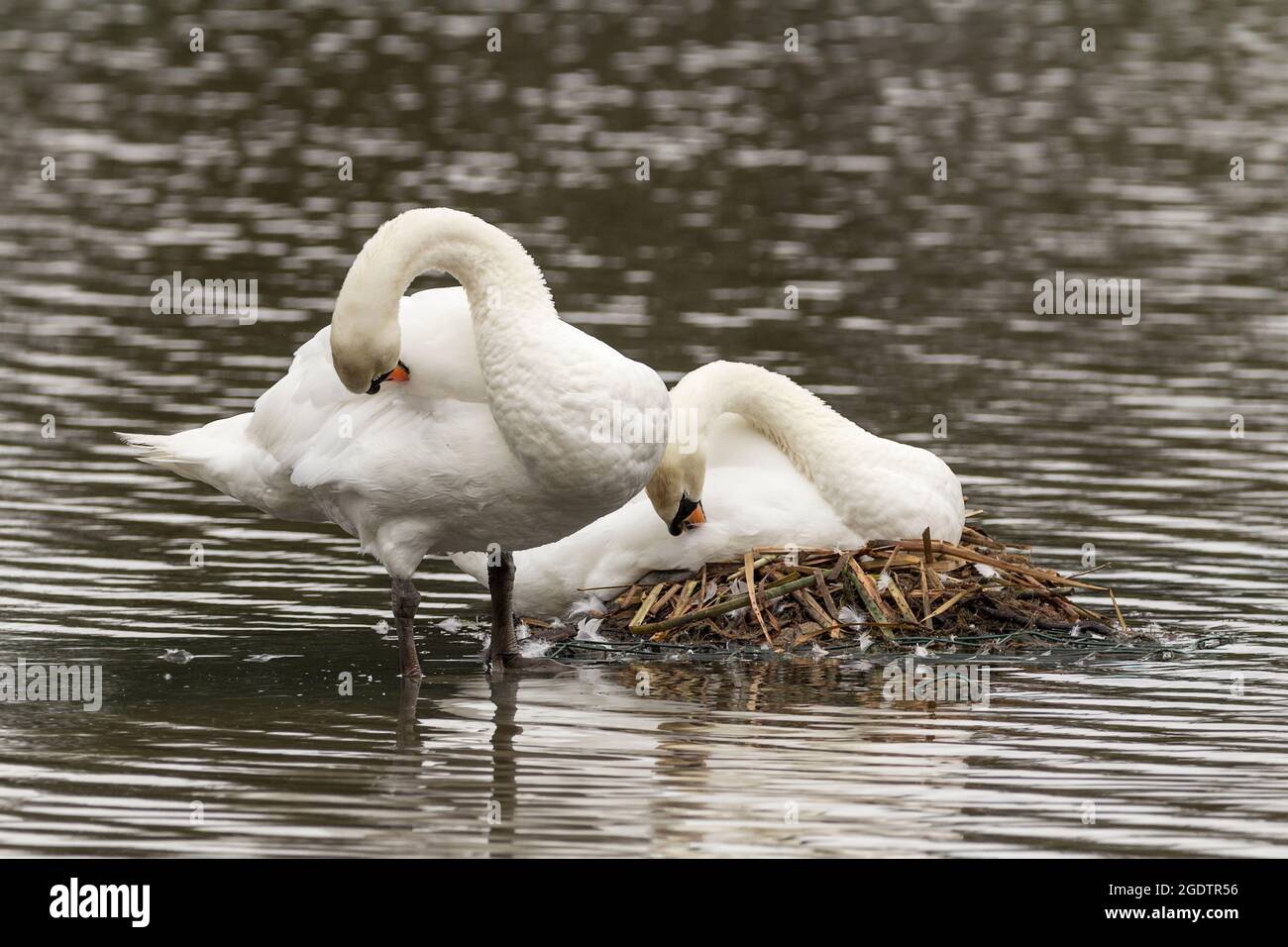 Mute swans Cygnus olor large white water birds long neck black legs and ...