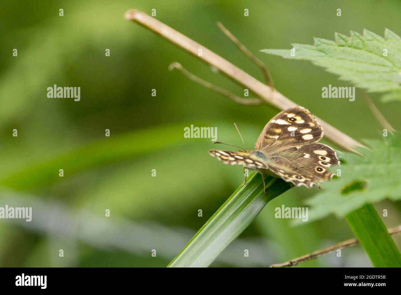 Speckled wood (Pararge aegeria) butterfly settled on woodland ...