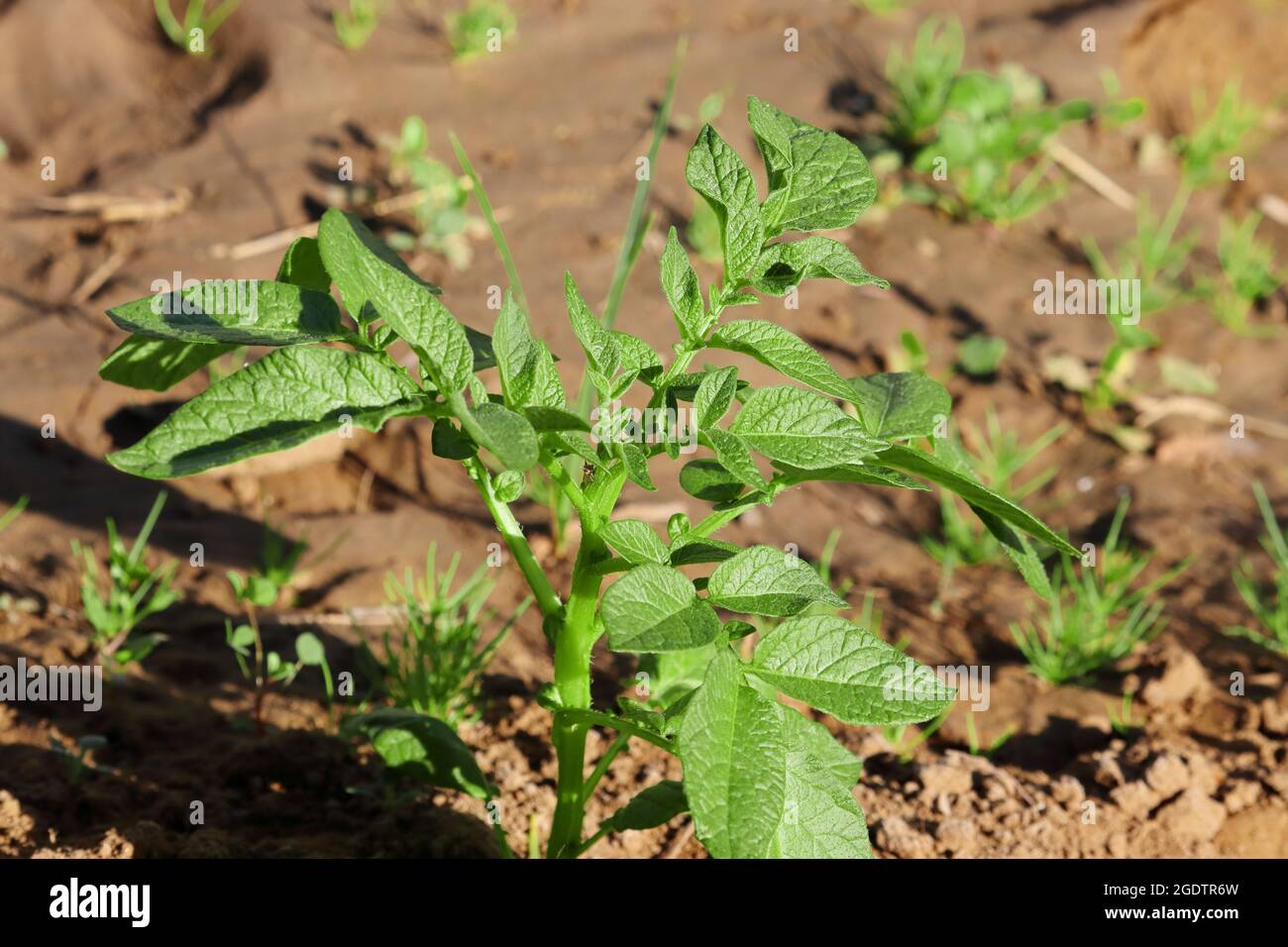 Close-up of small plant of organic potato growing in the field Stock ...