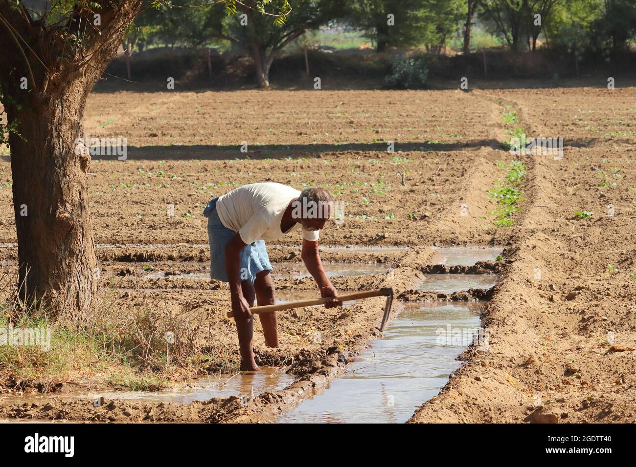 Indian Rajasthan pali , 6 Dec 2020 .n Indian farmer watering a crop ...