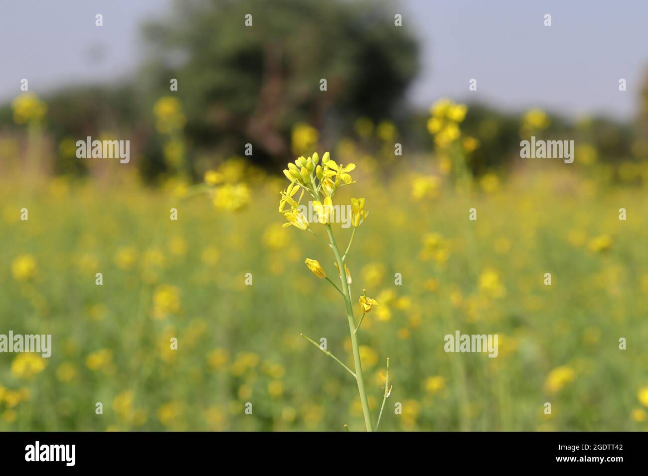 Close up background of yellow mustard flowers in a blooming mustard ...