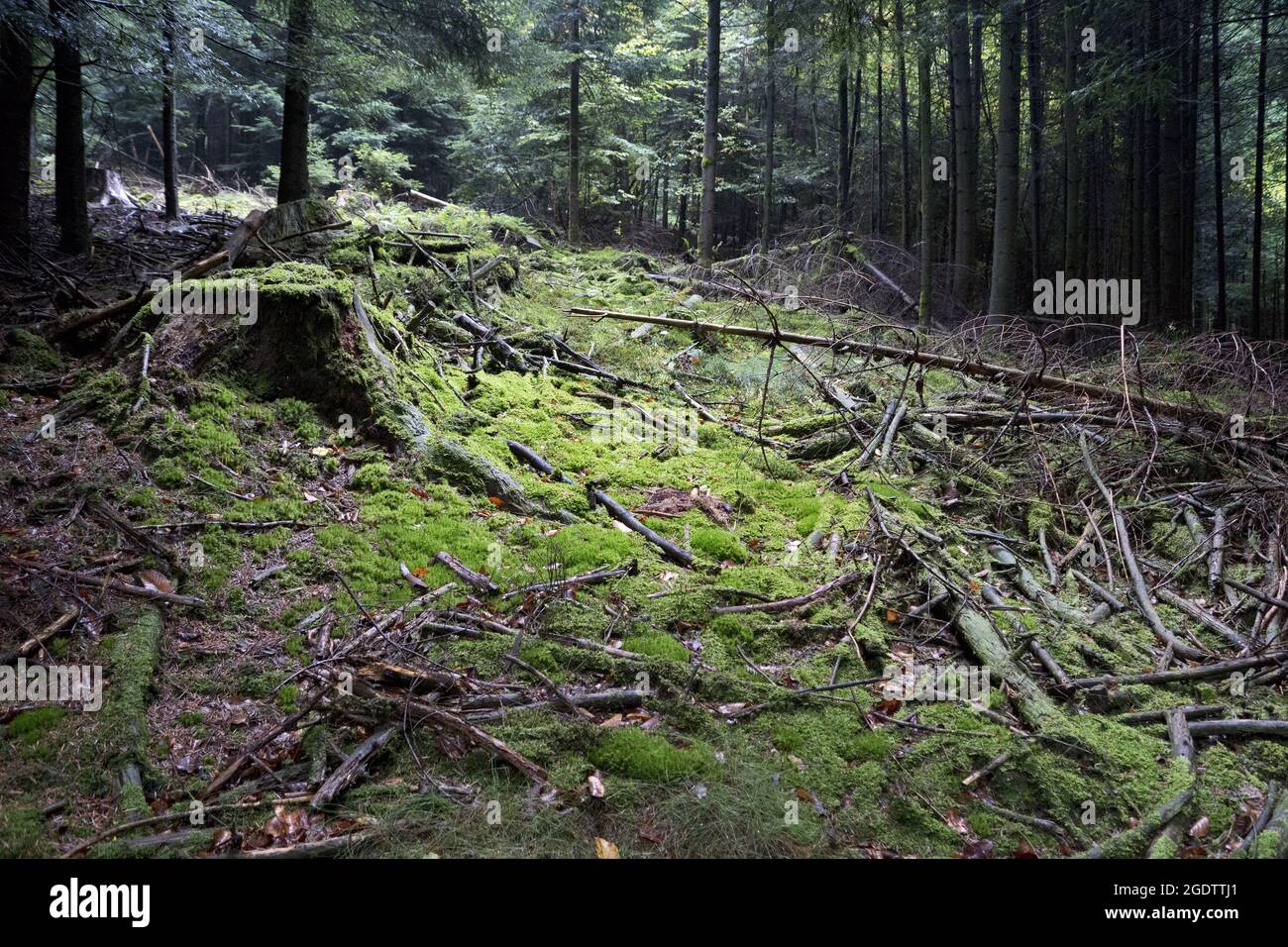 forest clearing overgrown with moss Stock Photo - Alamy