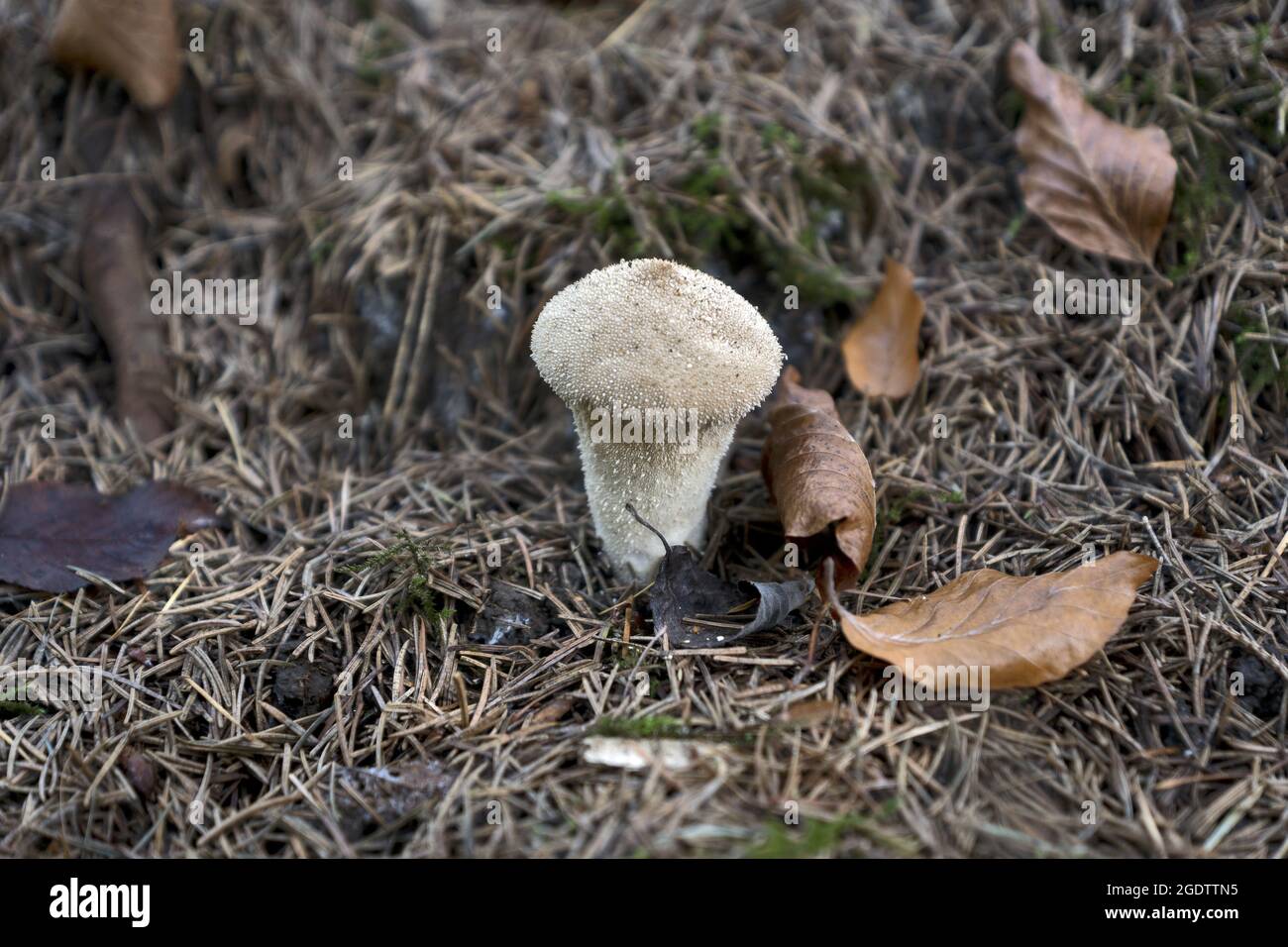 Lycoperdon perlatum, popularly known as the common puffball, warted ...
