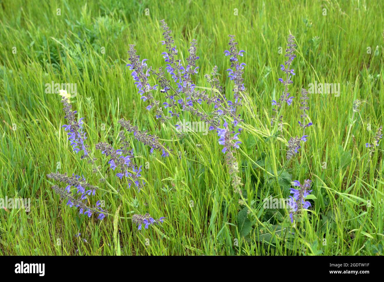 Sage grass meadow hi-res stock photography and images - Alamy