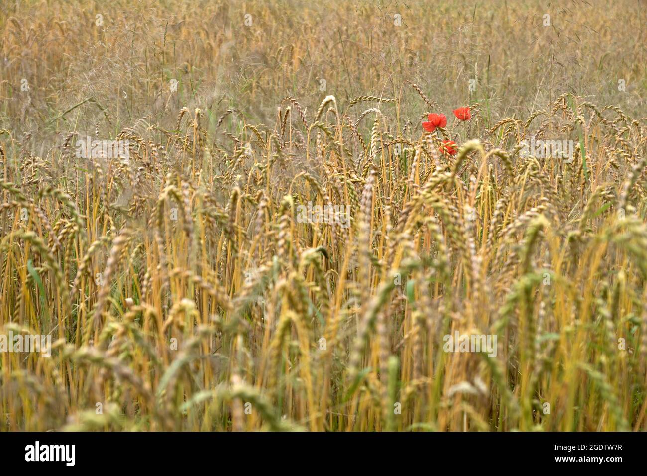German wheat field hi-res stock photography and images - Alamy