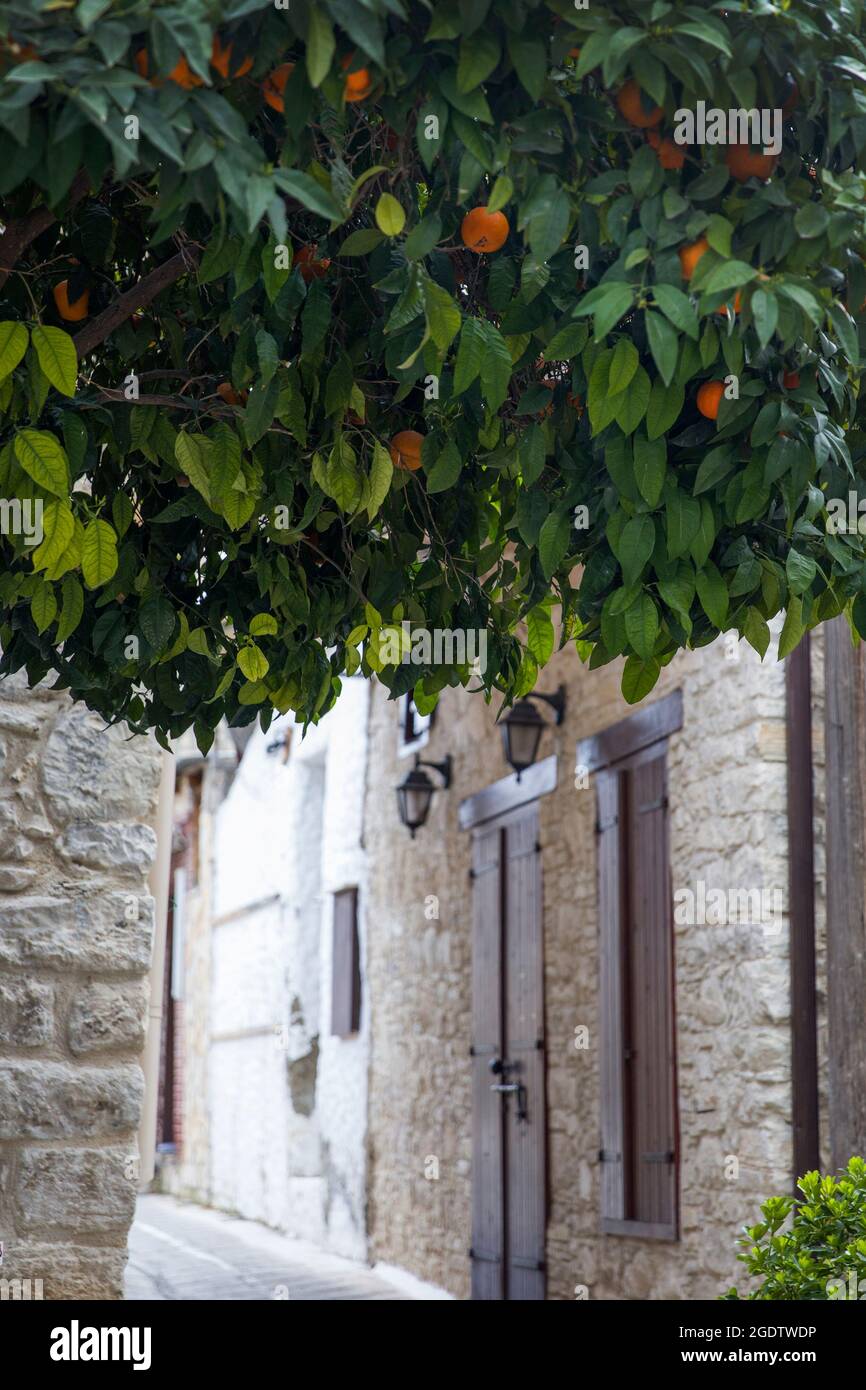 View at orange tree on the street at Cyprus Stock Photo - Alamy
