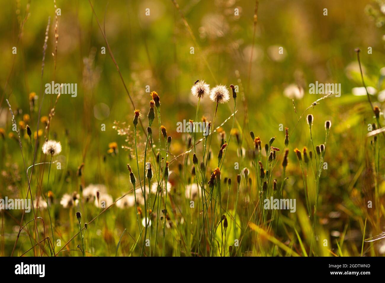 Real natural background: a field of wild flowers flooded with sunlight ...