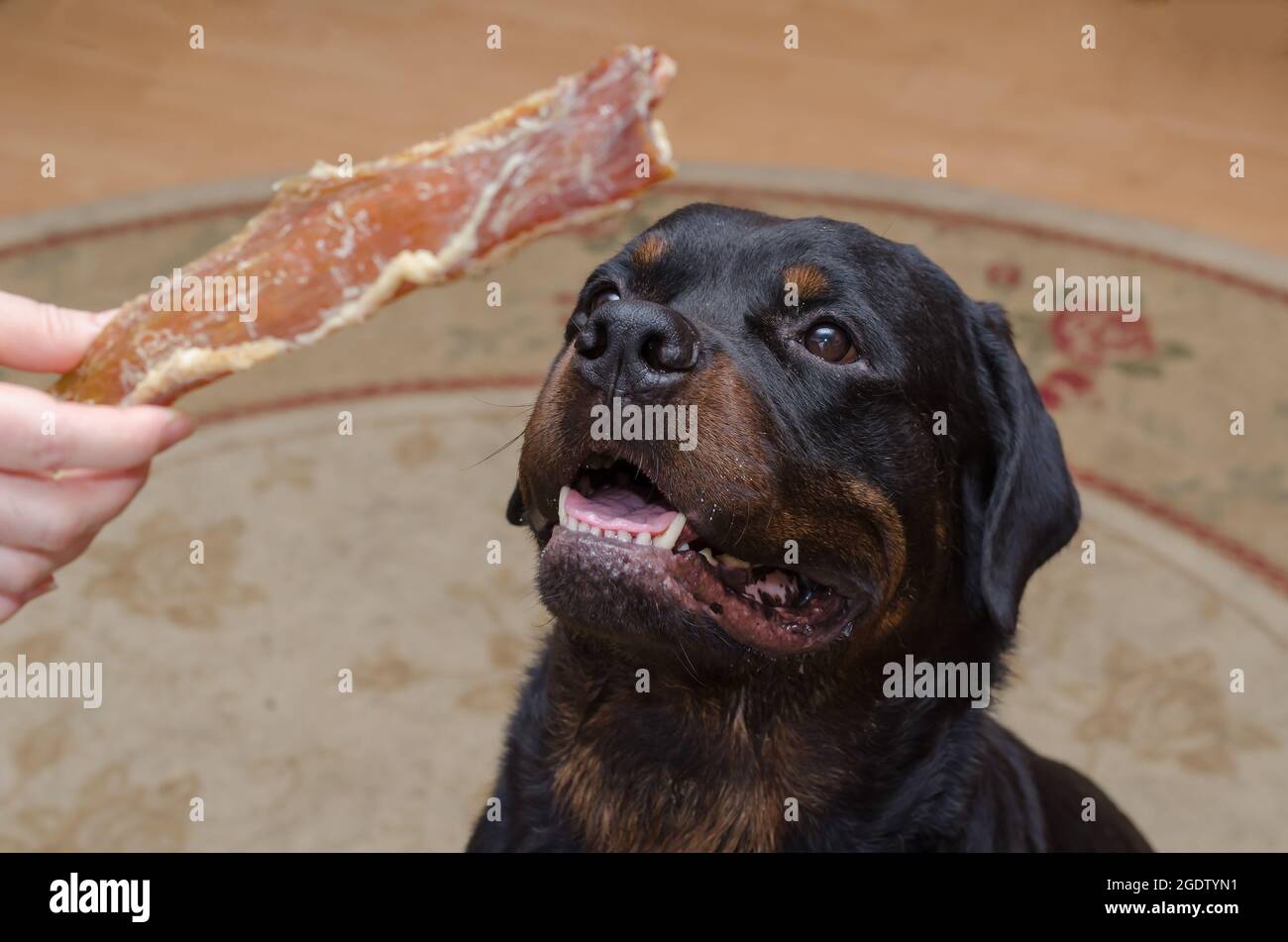 Woman gives chewy treat to big black dog. Adult male Rottweiler sits ...