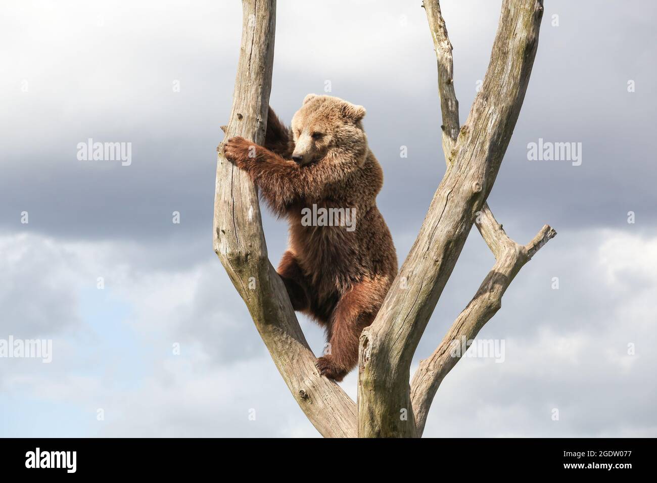 Young brown bear in a tree Stock Photo - Alamy