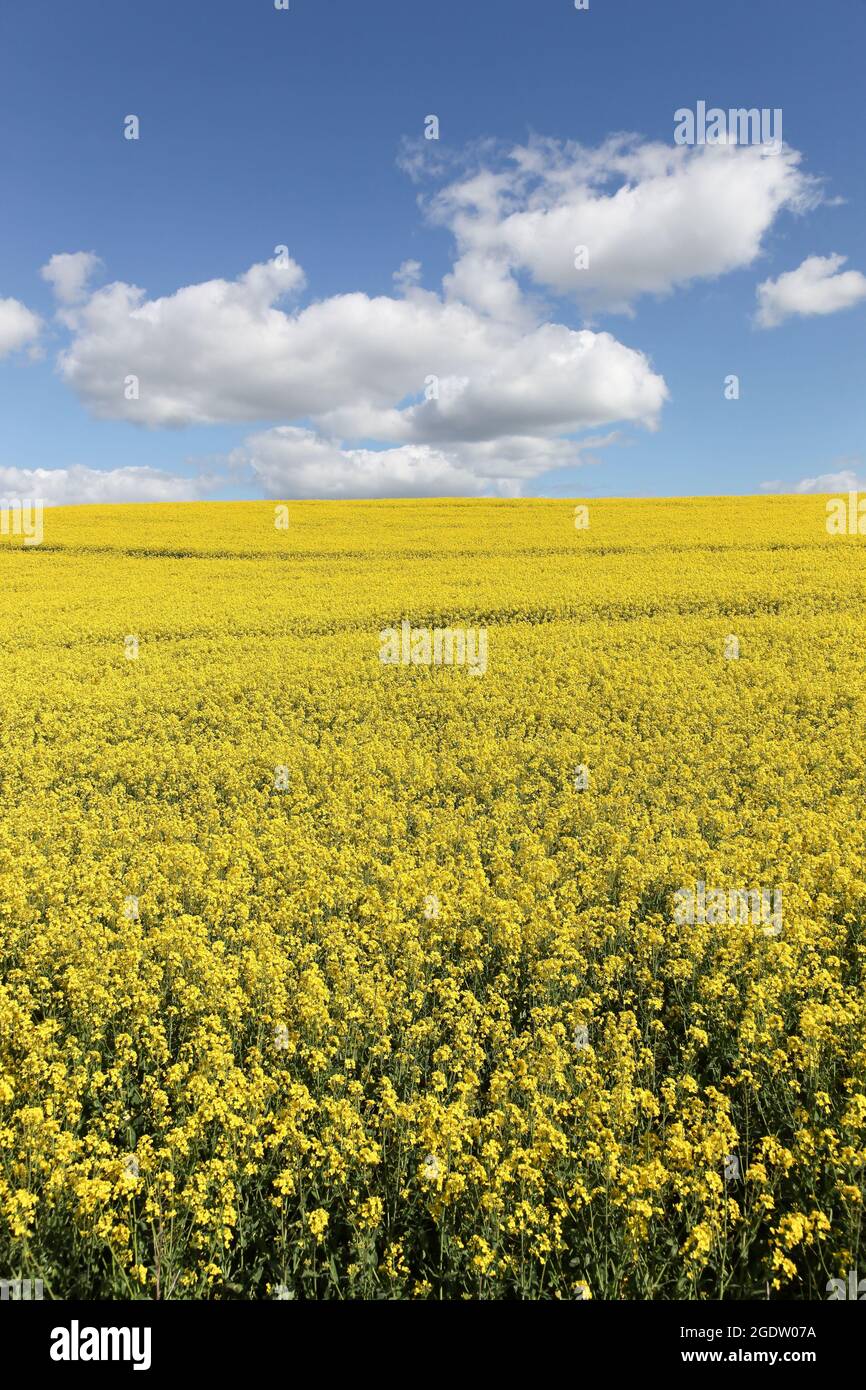 Yellow rapeseed field in Denmark Stock Photo - Alamy